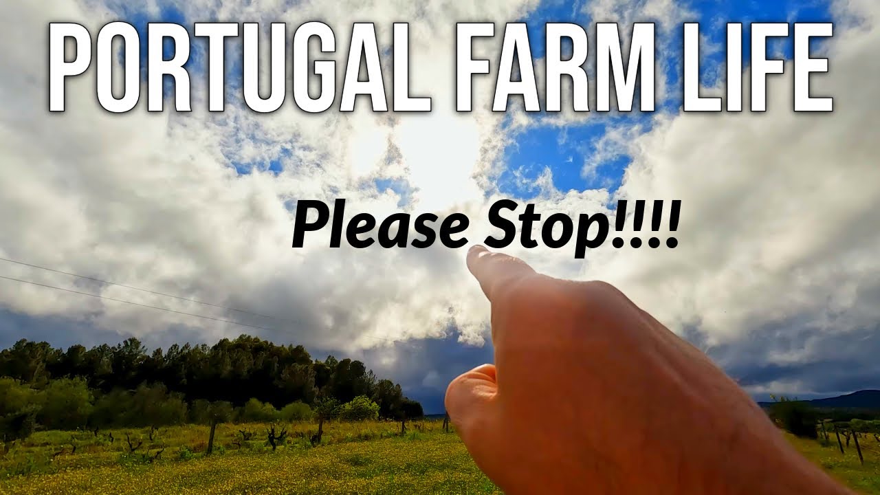 I don't remember it being this BAD!!!! PORTUGAL FARM LIFE - YouTube