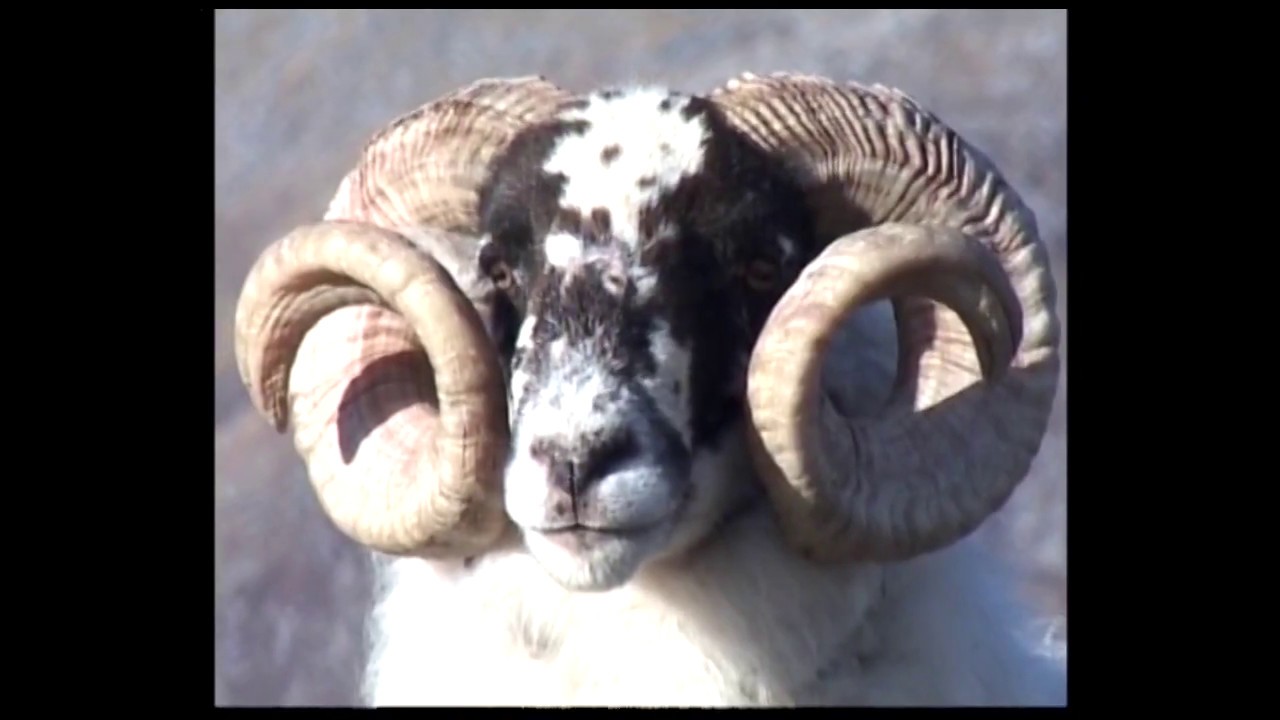 CAMEL FILM - YouTube