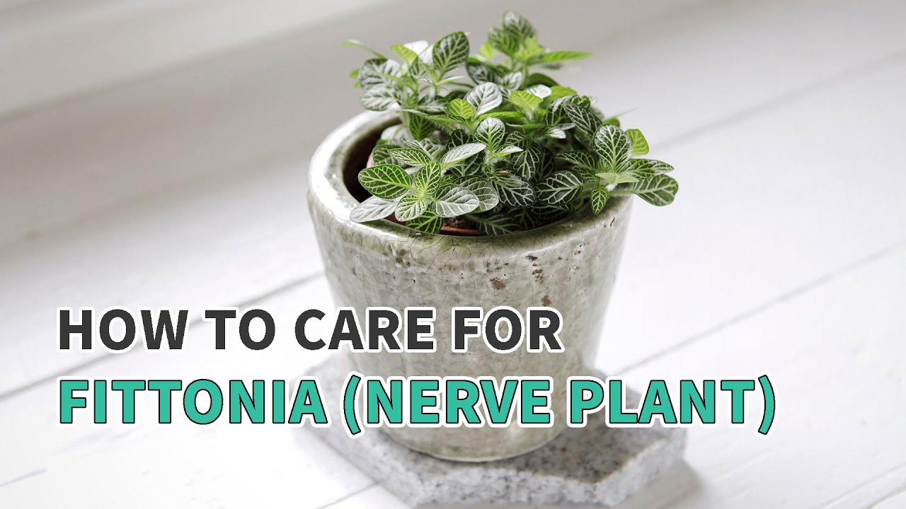 How to care for Fittonia Nerve Plant #fittonia #plantcare #plants # ...