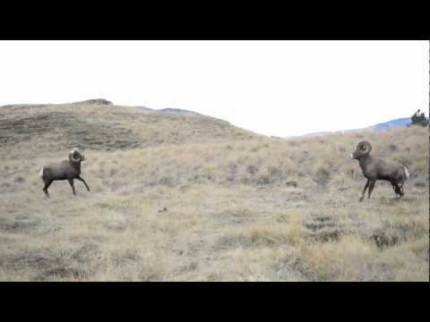 Bighorn Rams Head Butting
