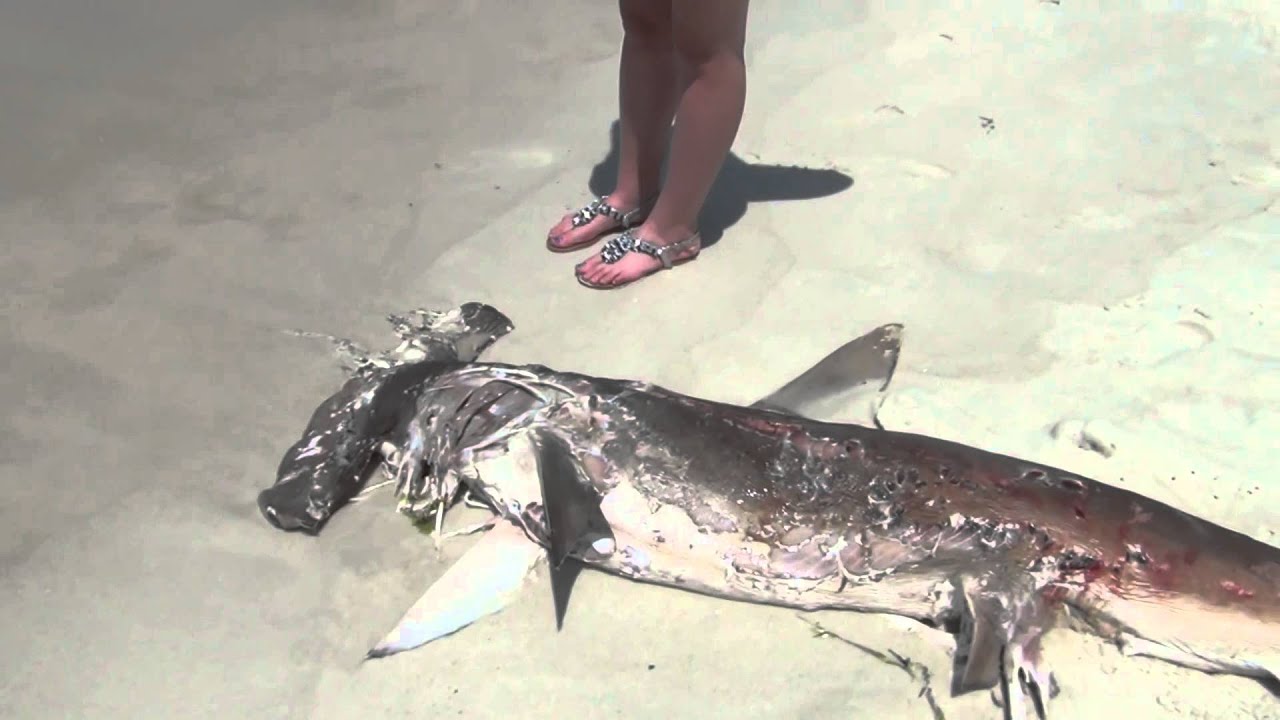 Hammerhead Shark on Panama City Beach 6-24-13 - YouTube