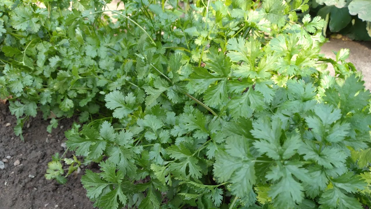 Coentro, plantio a colheita, preparo do solo, adubação, ciclo d ...