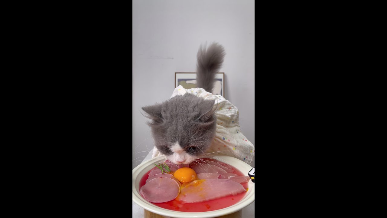 Eat casually# cat# cat raw flesh# cat eat sowing# pet eat sowing# dry ...