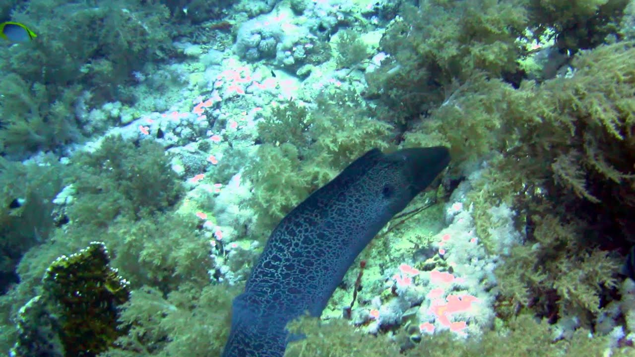 Giant Moray Eel vs Grouper - YouTube