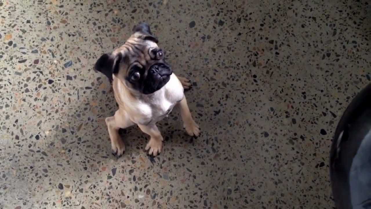 Pugs love food! Our pug Frank getting excited about dinner! OMNOMNOM ...