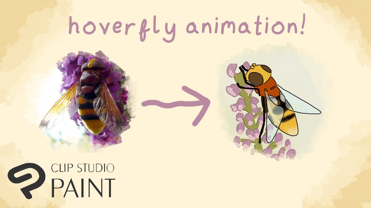 Natural History animation in Clip Studio Paint - animating a hoverfly ...