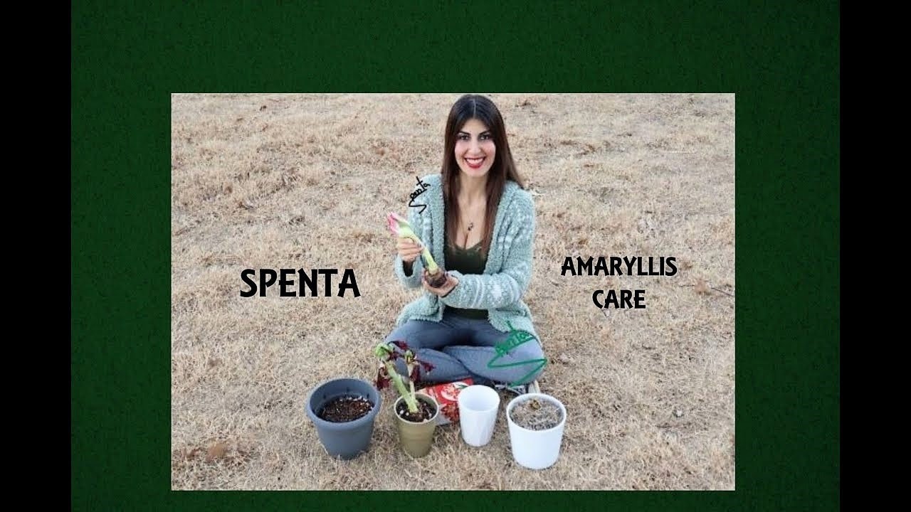 Planting Amaryllis Seeds | Caring For Amaryllis Plants | Gardening Tips ...