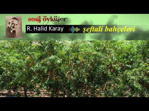 Sesli Öyküler / Refik Halit Karay - Şeftali Bahçeleri
