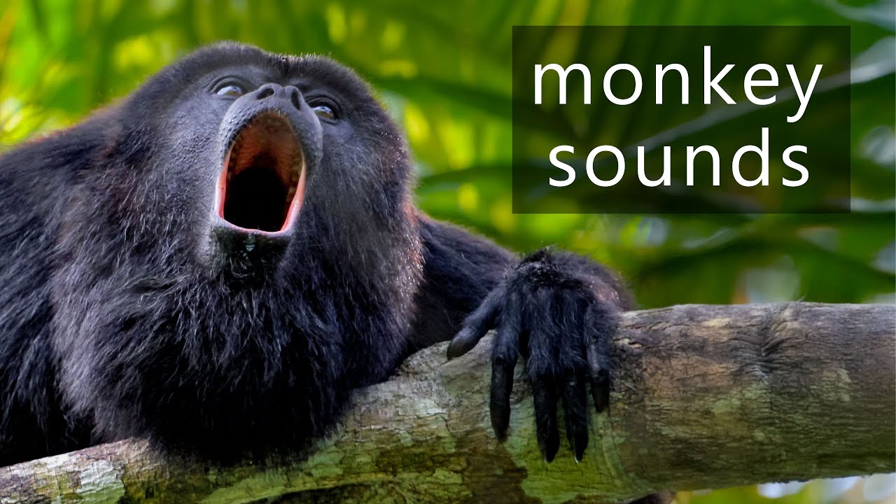 The TERRIFYING sounds of Howler monkeys - YouTube