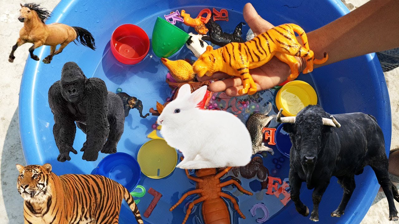 Learn Animal Names and Sounds Tiger Cow Camel Dog Cat Bee Frog Lion ...