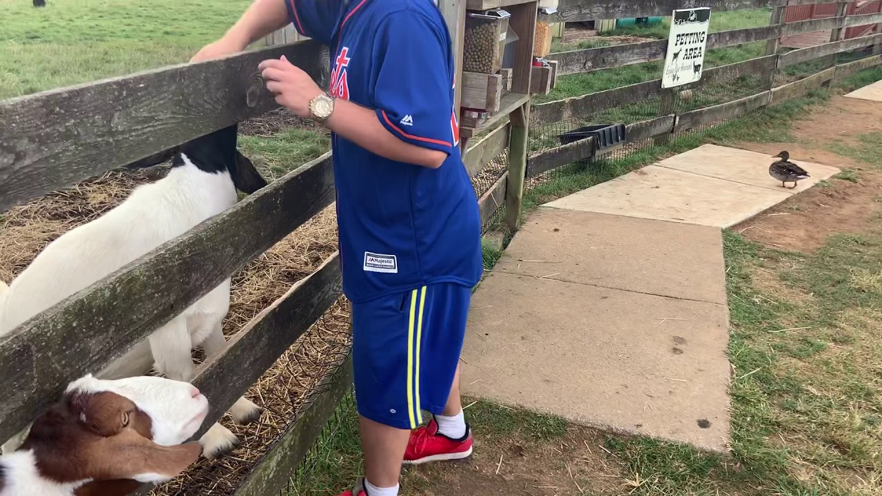 Goat devours a paper bag - YouTube