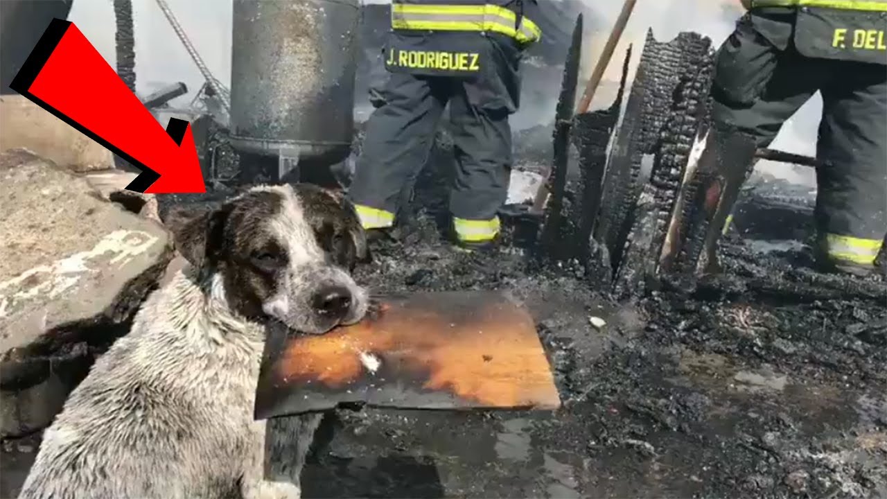 La reacción de este perro al ver su casa quemarse te romperá el corazón ...