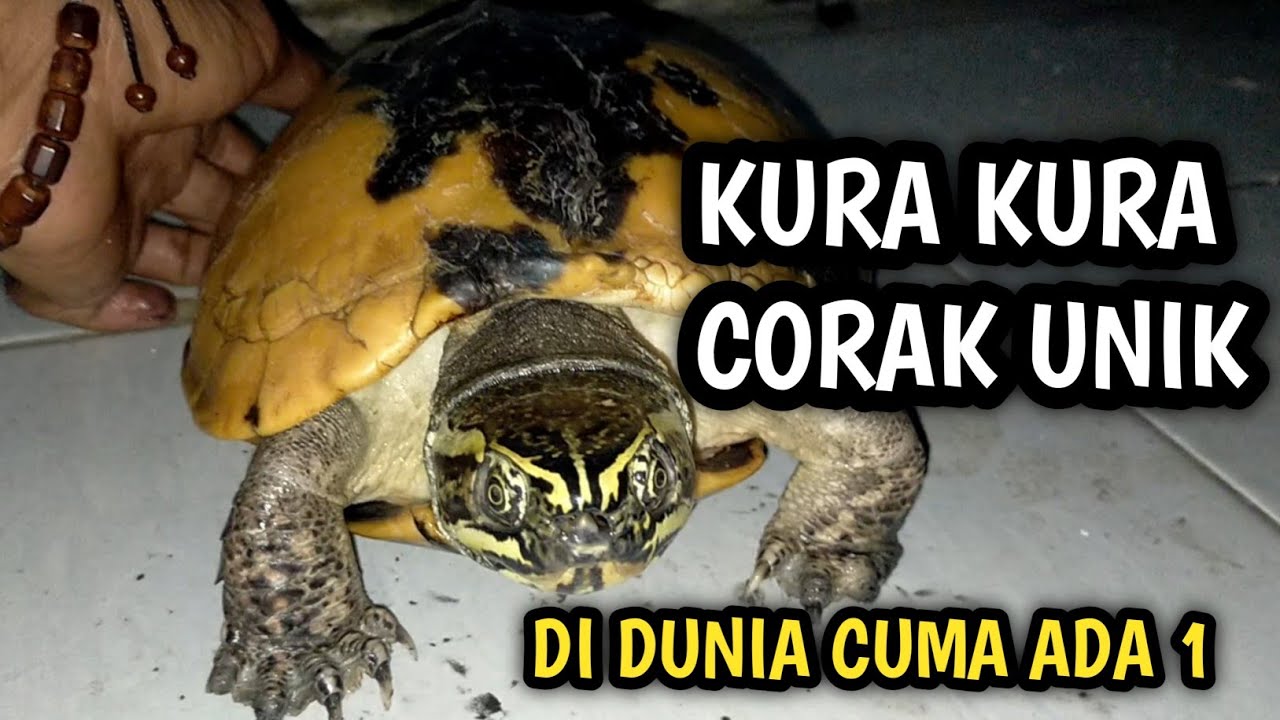 Kura Kura Unik Corak Macan Tempurung Kuning Corak Hitam - YouTube