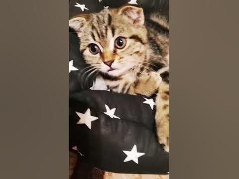 Катëнок 🥰😻 - YouTube