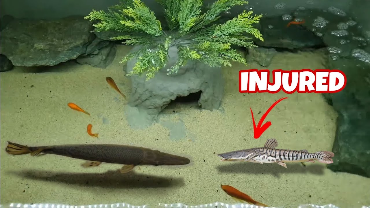 Alligator Gar Attacked My Shovel Nose - YouTube