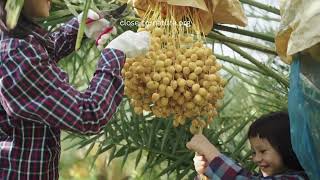 Best Steps To Grow Acai In Containers