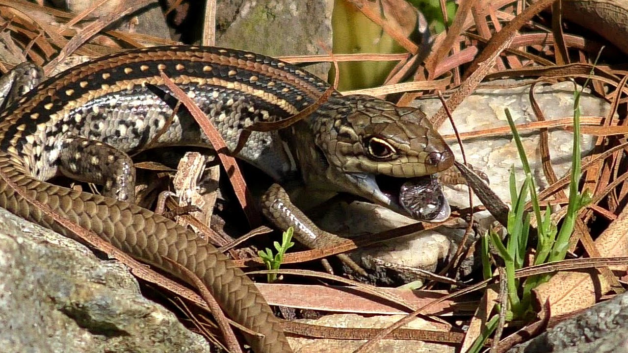 Lizard Catches and Eats a Slater - White's Skink (Liopholis whitii ...