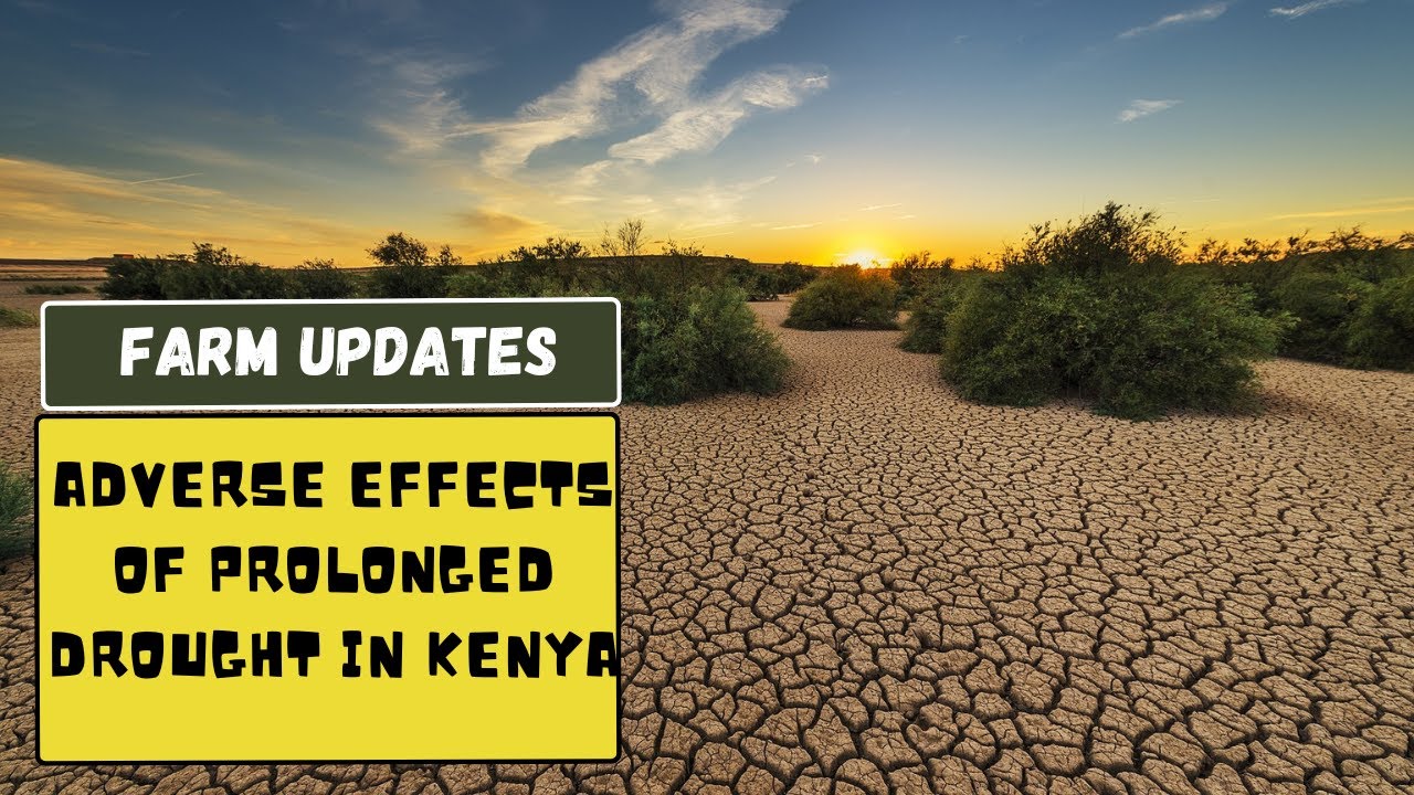 Effects Of Drought In Kenya