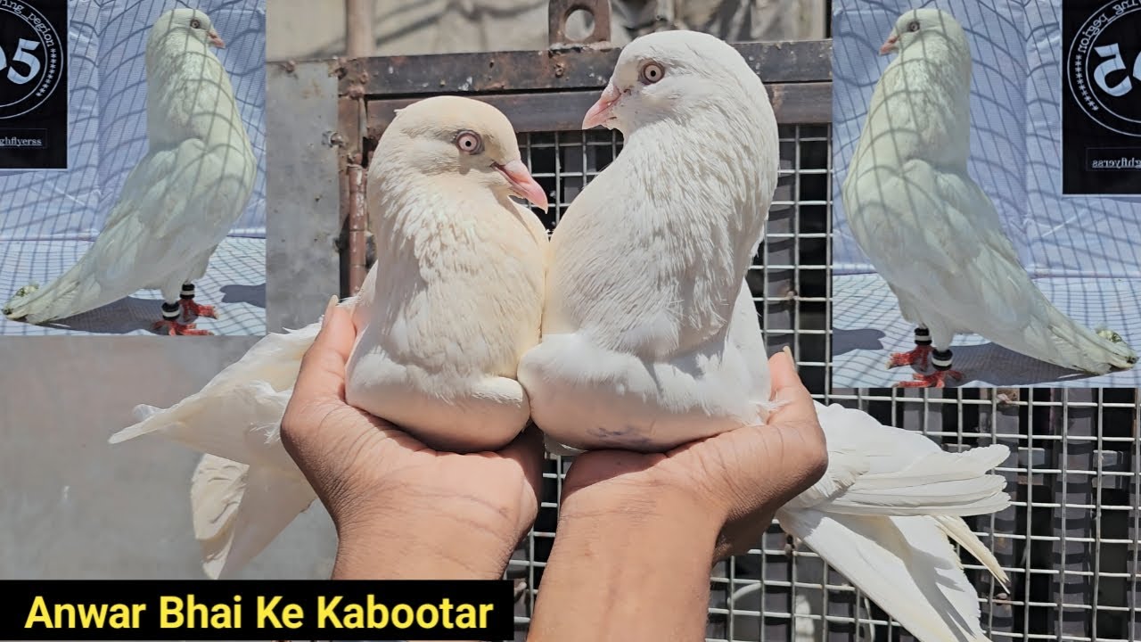 Anwar Bhai Ke Bedag Tare Wale Full White, Kalchoche,Jire Kamagar ...