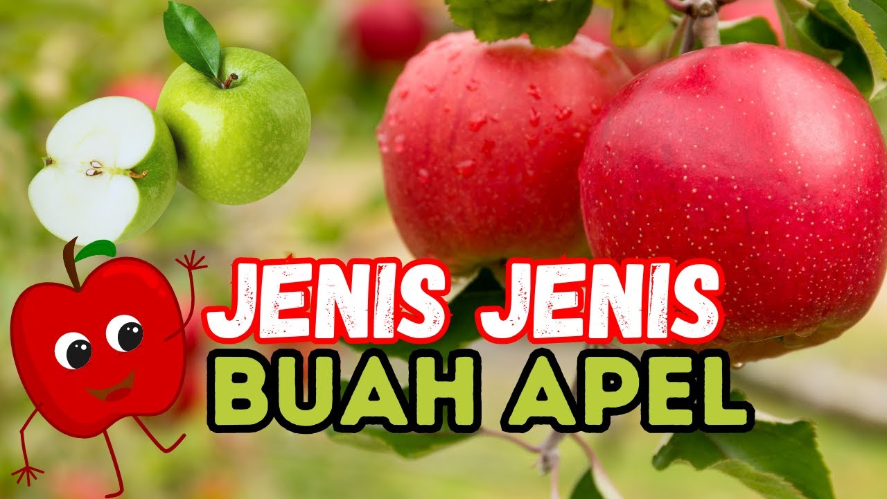 YUK kita Mengenal Beragam Jenis Buah Apel yang Perlu Diketahui - YouTube