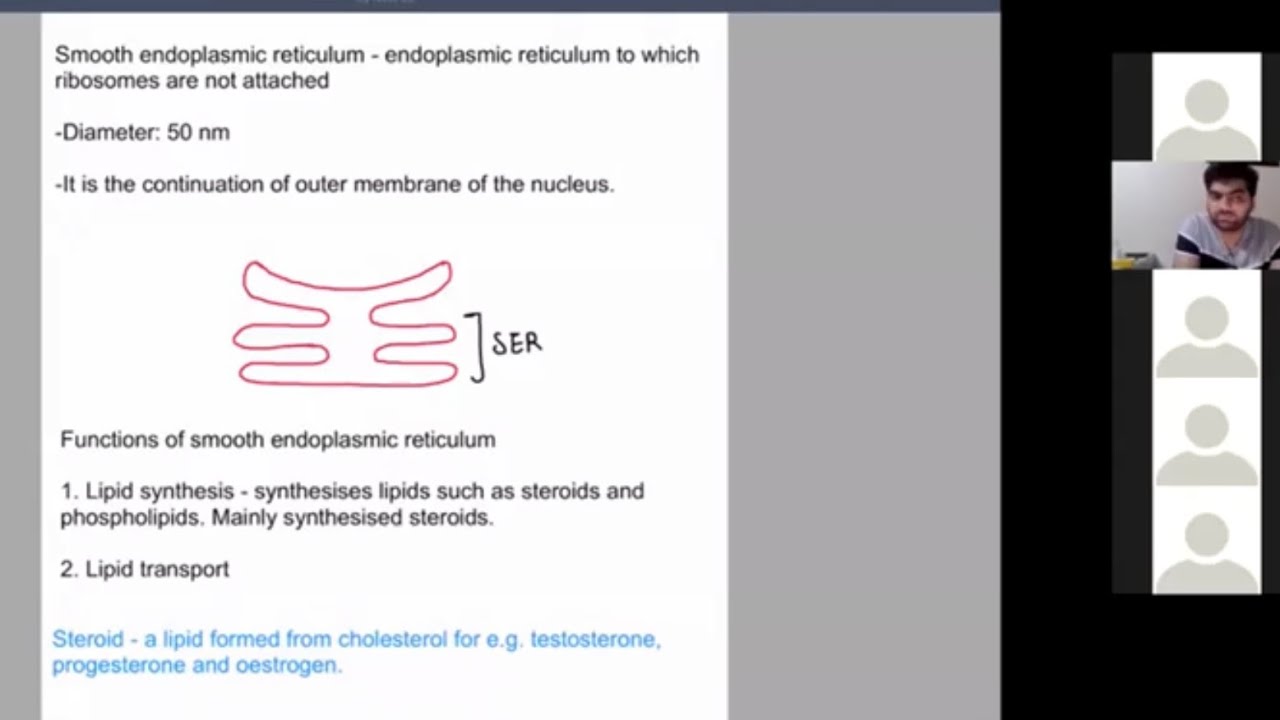 Smooth endoplasmic reticulum (SER) - Cell structure (AS Biology) - YouTube