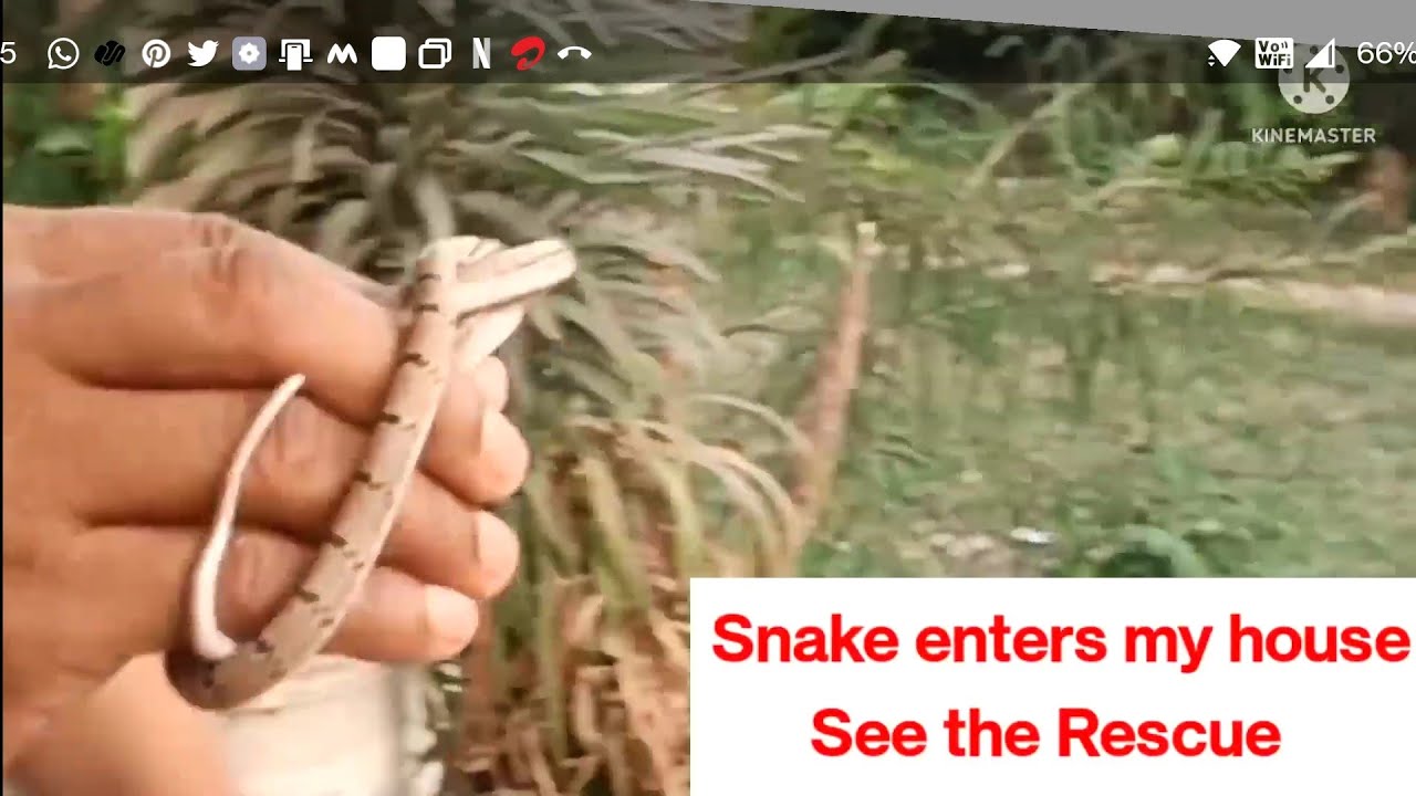 Snake enters our home,See it's Rescue, Nature lovers - YouTube