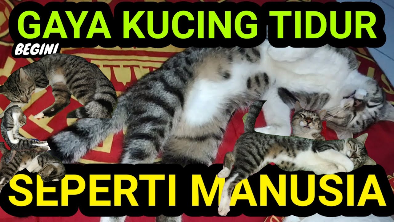 BEGINI GAYA KUCING TIDUR MIRIP MANUSIA - YouTube