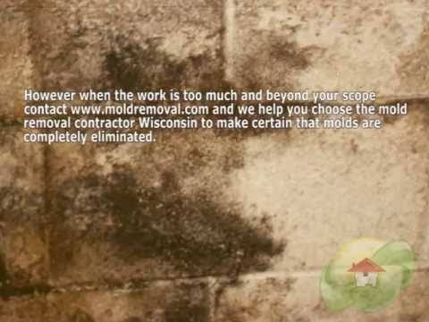 Mold Removal Contractor Wisconsin - YouTube