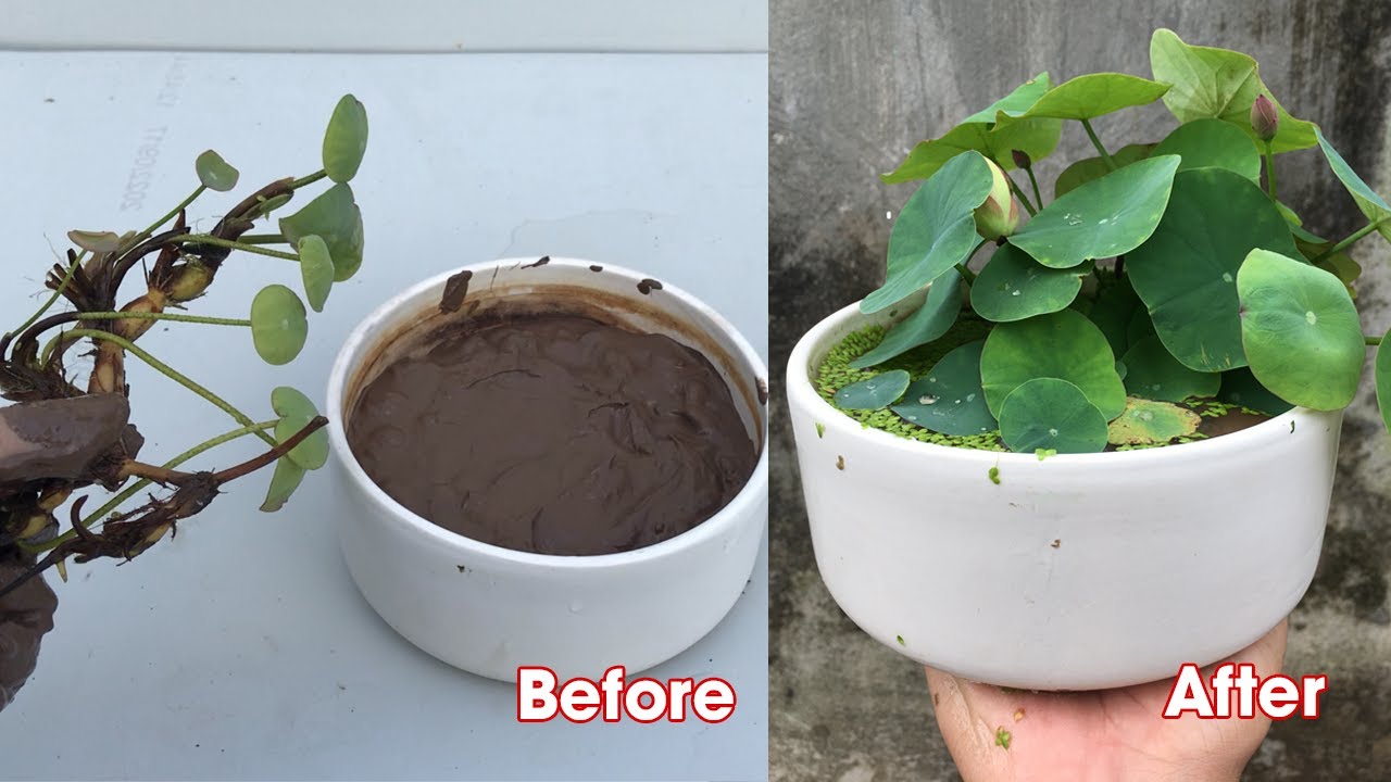 How to grow micro lotus with 3 simple steps for beginners - YouTube
