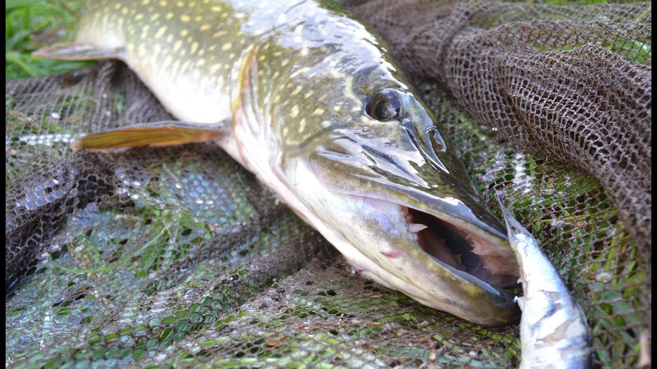 Sprat Jigging for River Pike! - YouTube