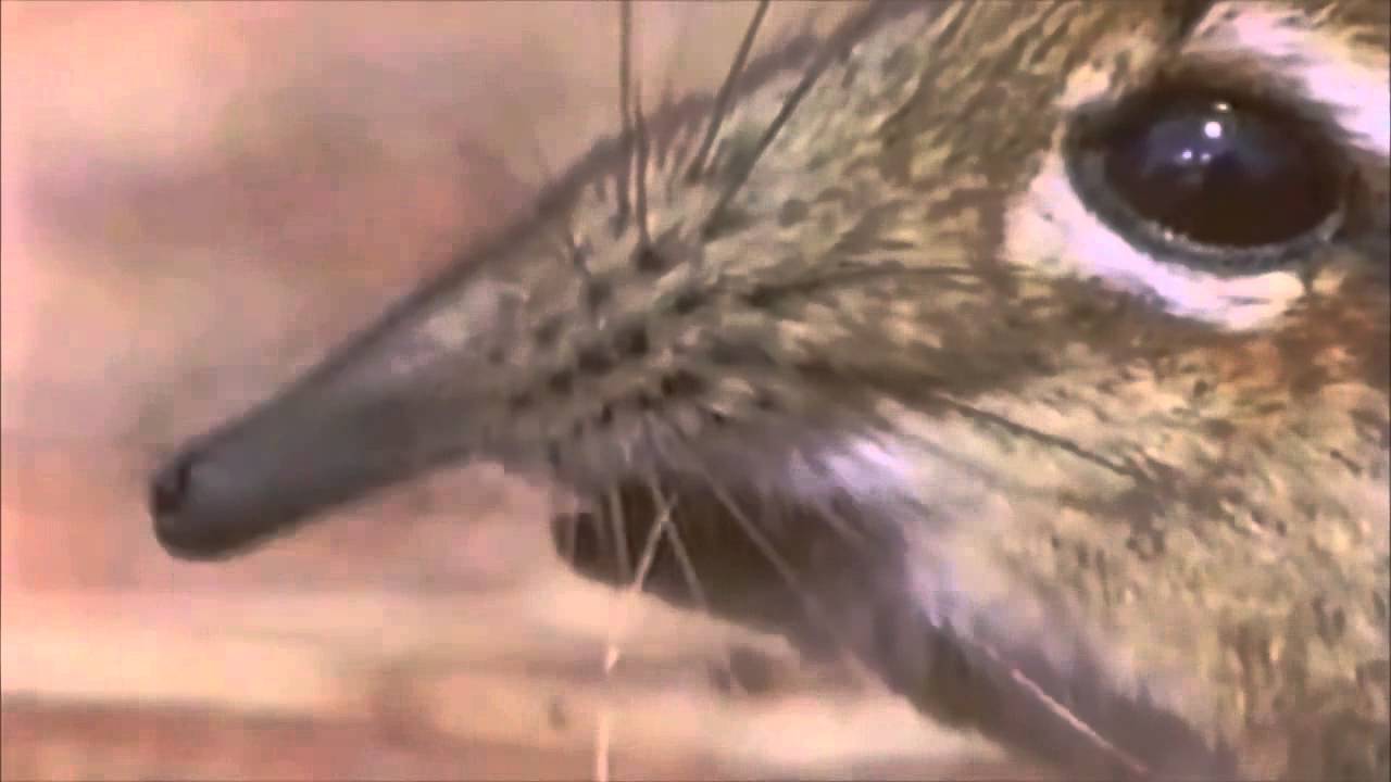 Take a closer look at that snout ( original ) - YouTube