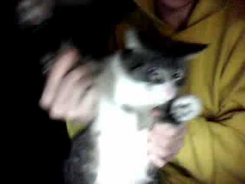 half cat half possum hybrid - YouTube