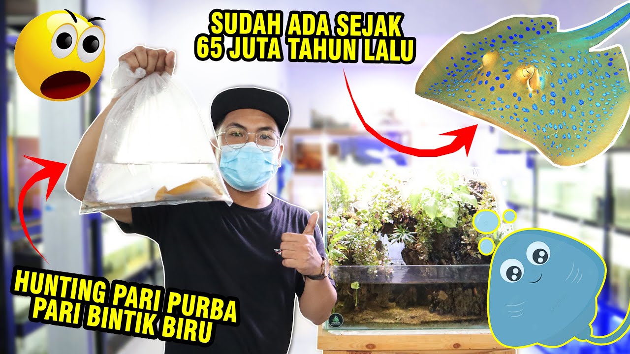HUNTING IKAN PARI PURBA 65 JUTA TAHUN LALU (PARI BINTIK BIRU) - YouTube