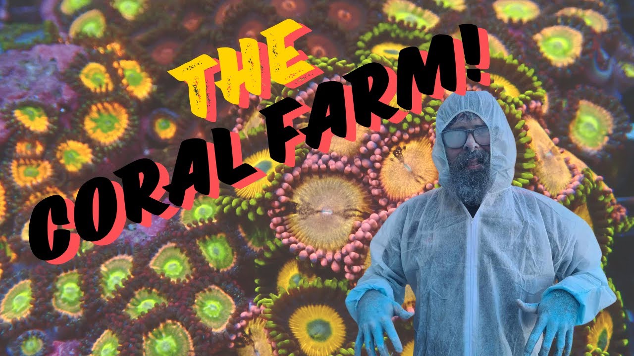 Sustainable Reefs Coral Farm Tour - YouTube