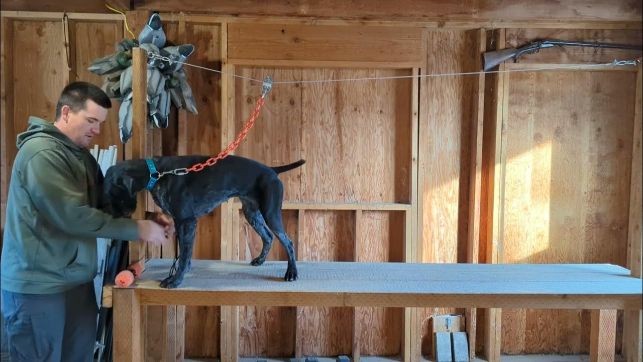 Train Your Dog to Fetch: Session 16 - Force Fetch / Trained Retrieve - YouTube