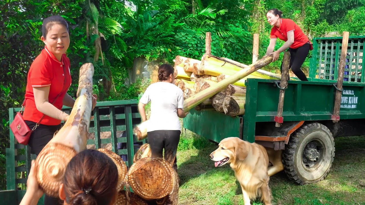 Use Truck To Transport Banana Trees To Sell for Hien - As Food for Pigs ...