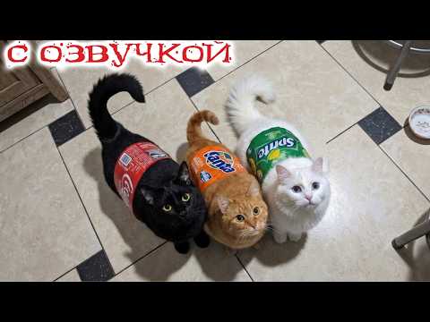 Смешные Коты! С ОЗВУЧКОЙ! Приколы С Животными 2026! Попробуй Не Засмеяться!
