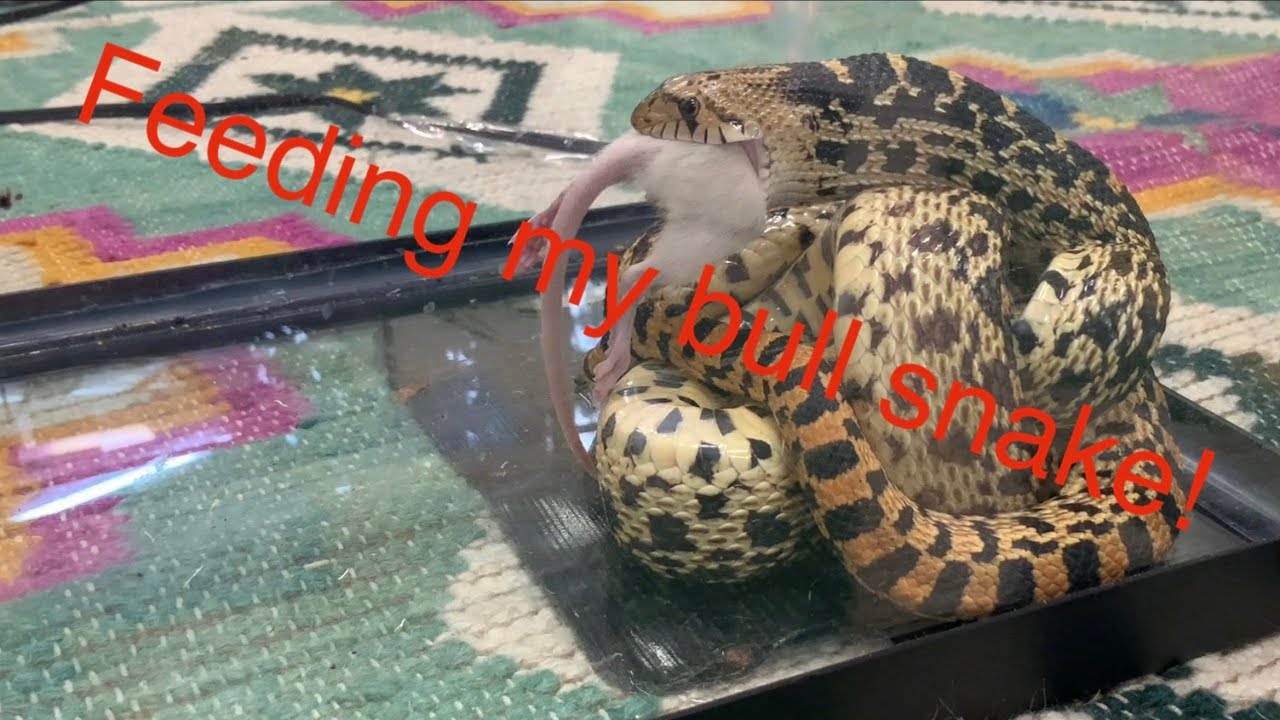 Feeding my bull snake peanut - YouTube