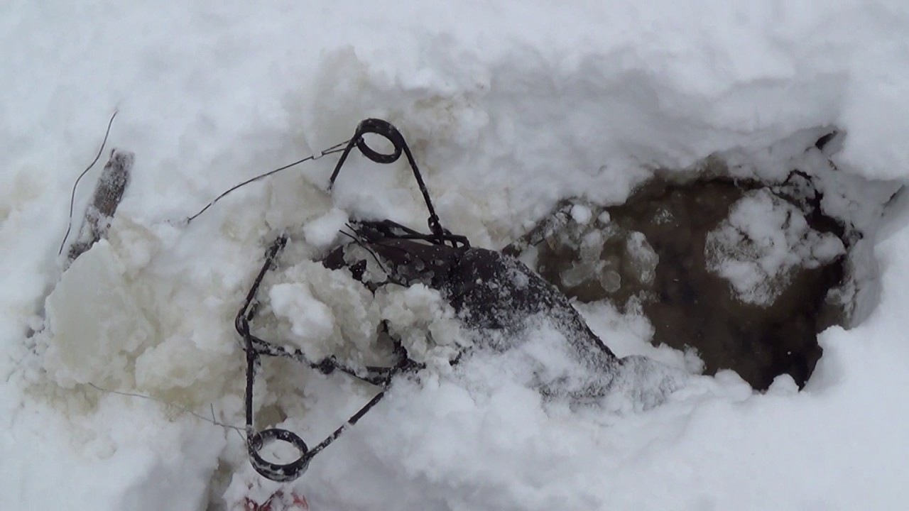 Winter trapping 2017 pt 2 - YouTube