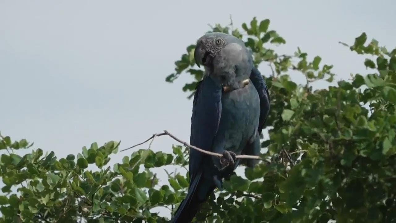 Recovery of Brazil's Spix's macaw threatened by climate change - YouTube