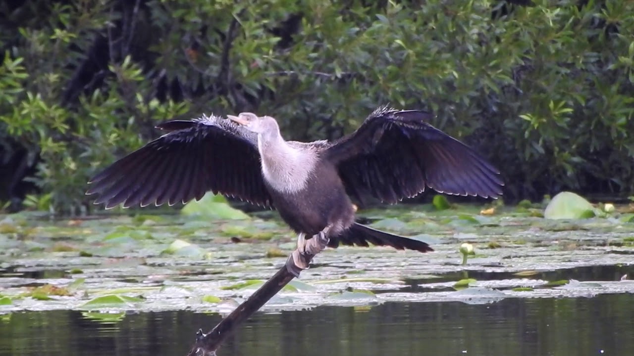 Louisiana Birds - Anhinga - YouTube
