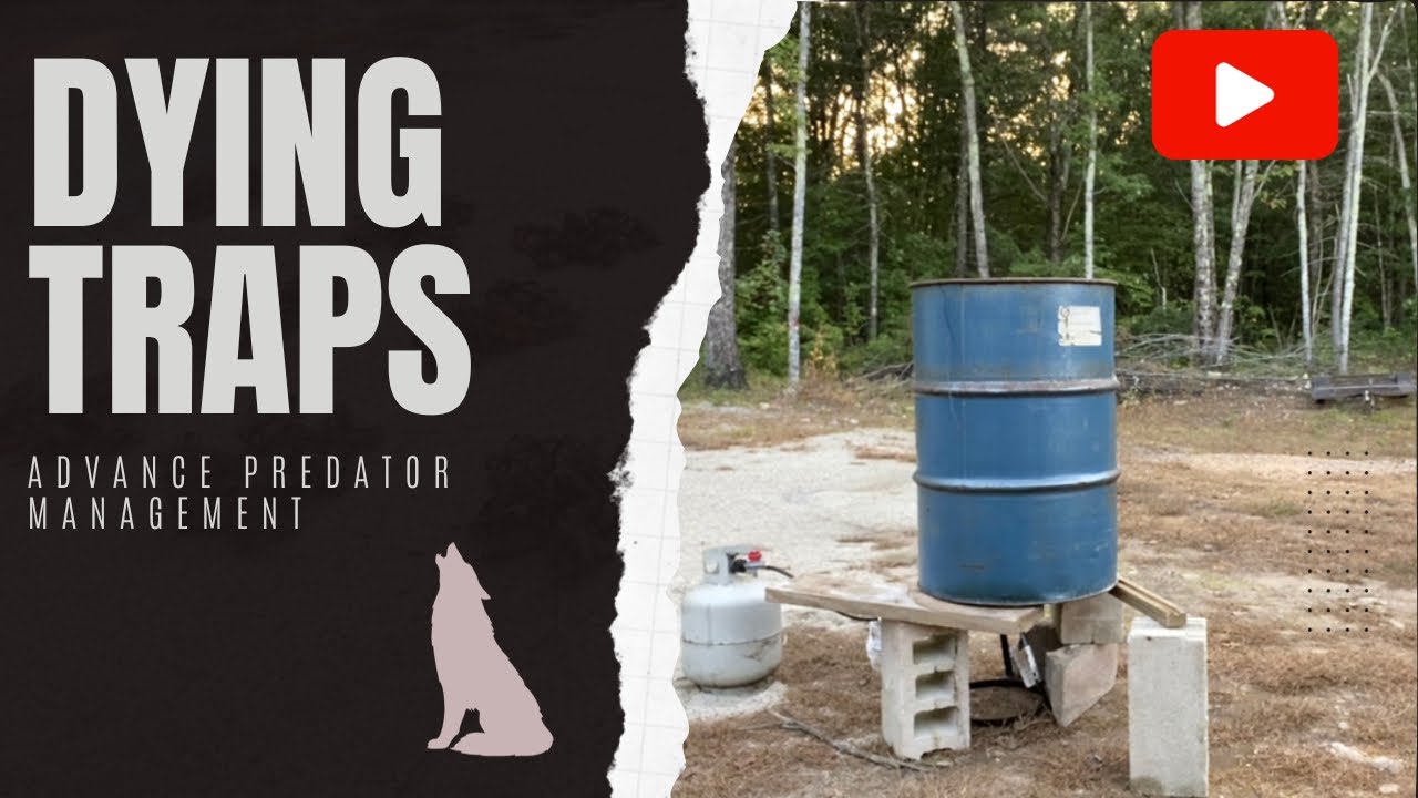 Dying coyote and fox traps - YouTube