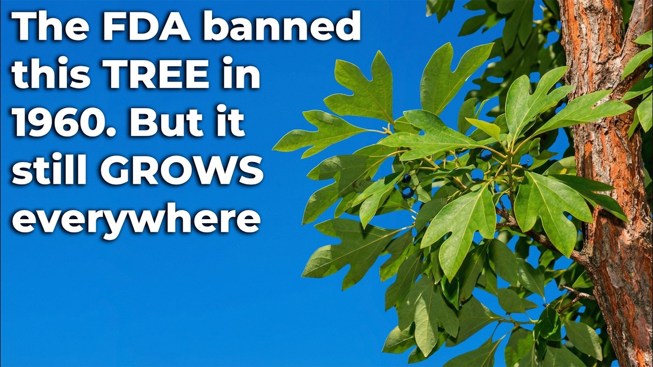 The FDA Banned This Flavor in 1960 — But the Tree Still Grows Wild ...