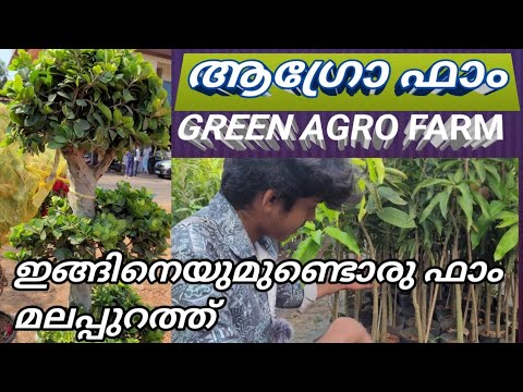 GREEN AGRO FARM with huge collection of fruit tree seedlings 👆👍👌 ### # ...