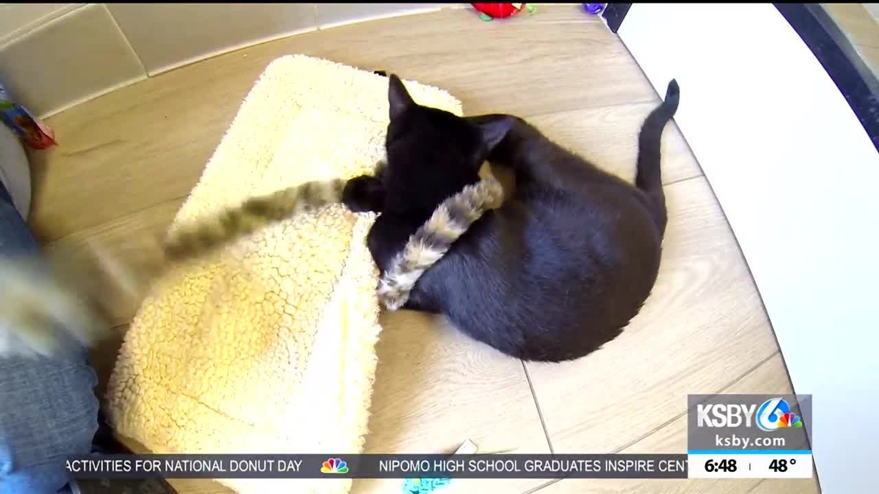 Pet Tales: Meet Toothless - YouTube