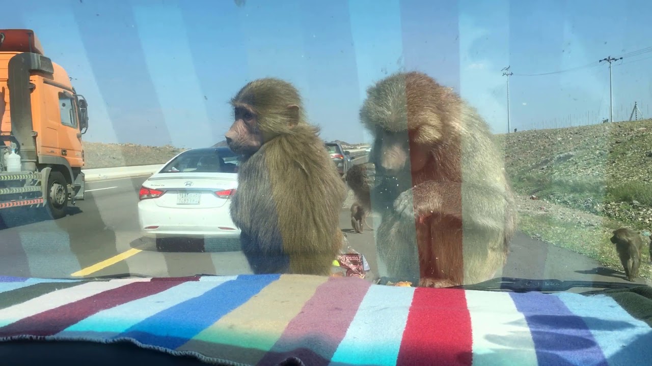 Monkeys on Car - YouTube