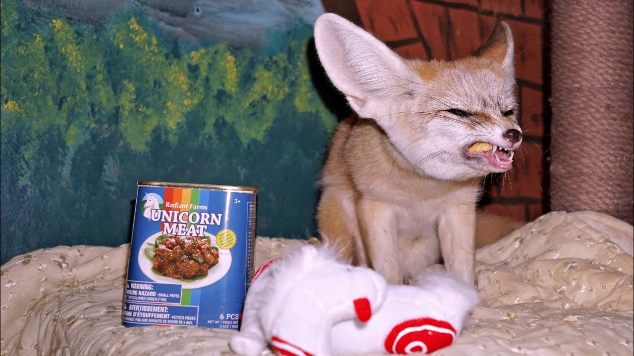 Fennec Fox Reacts To Unicorn Meat - YouTube