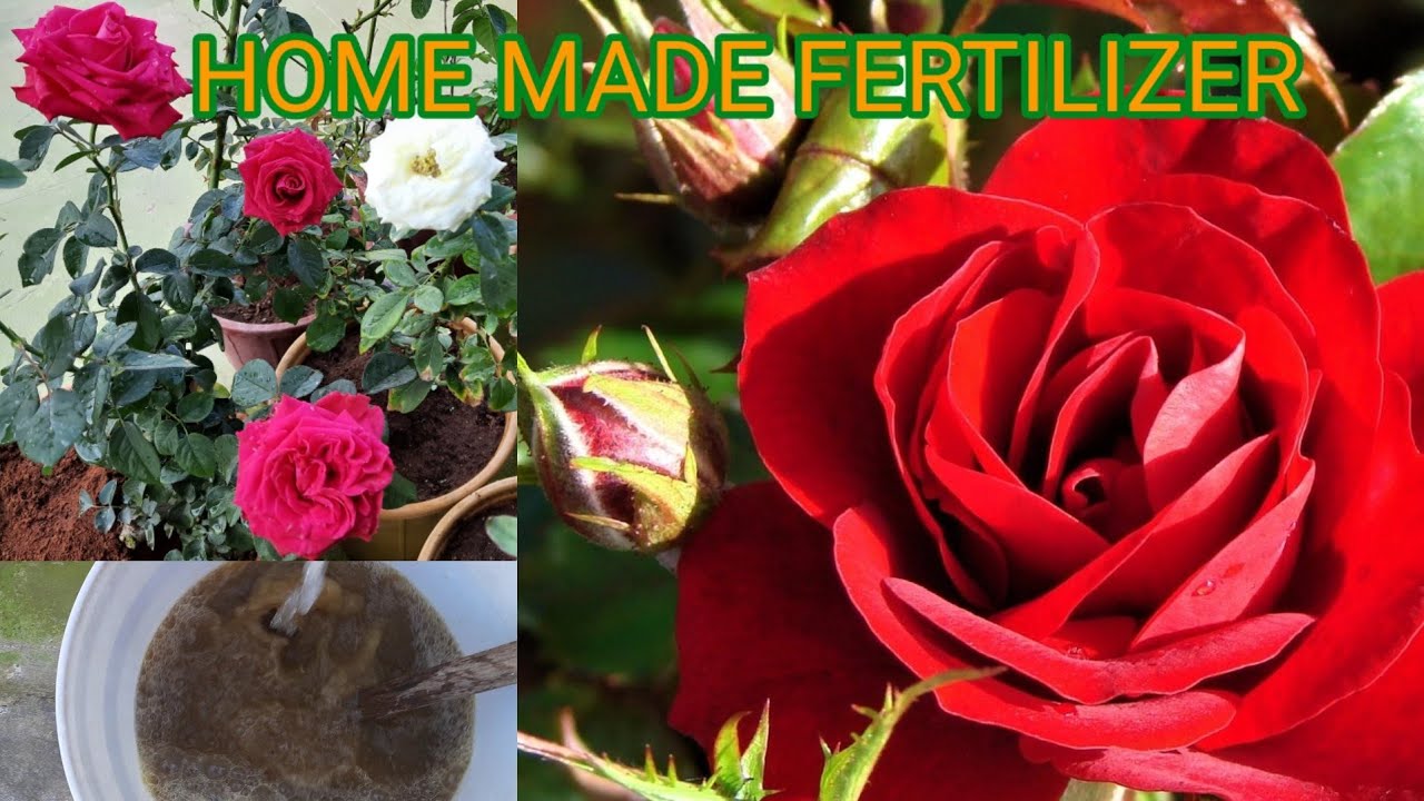ROSE PLANT GROWING FERTILIZER/Terrace Garden - YouTube