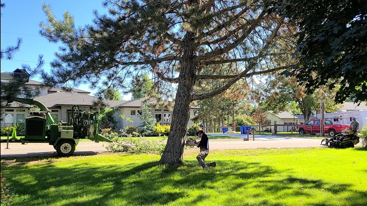 Watch Three Pines Disappear in Time-lapse (With Apex Tree Service ...