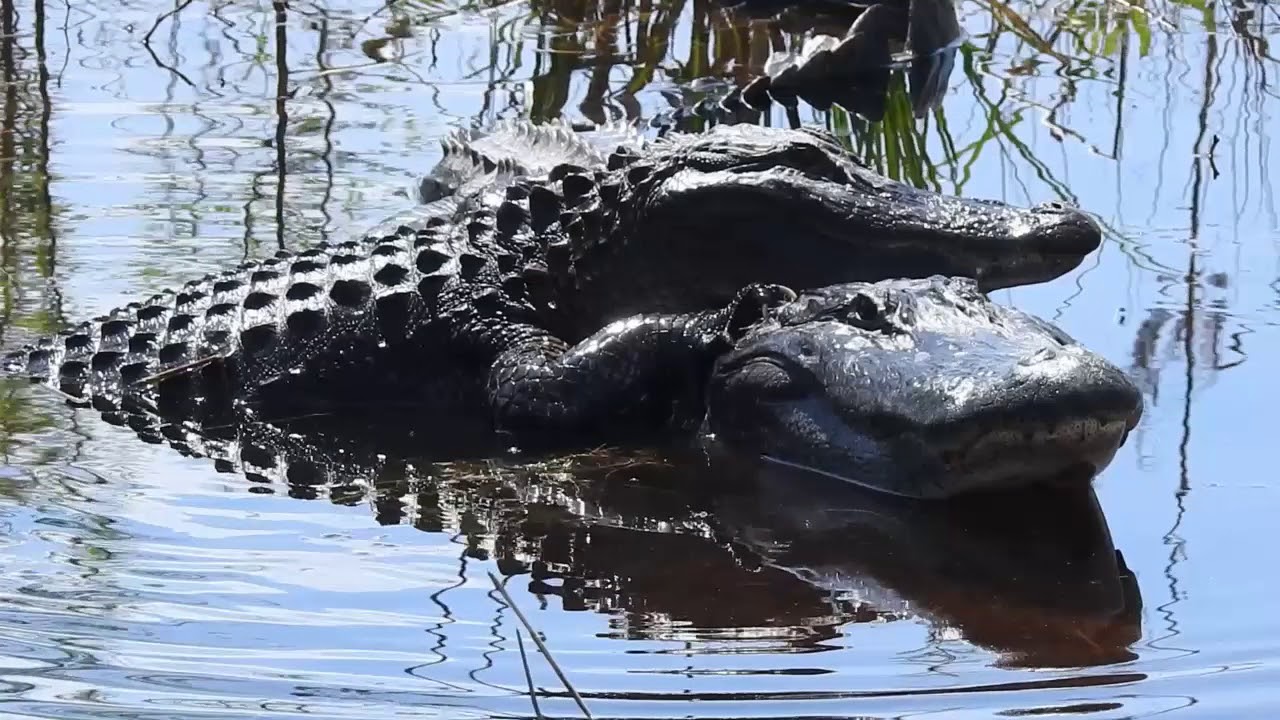 Alligator Love - YouTube